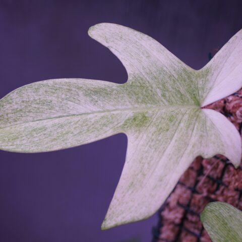 Philodendron Florida Ghost - Houseplant Happy