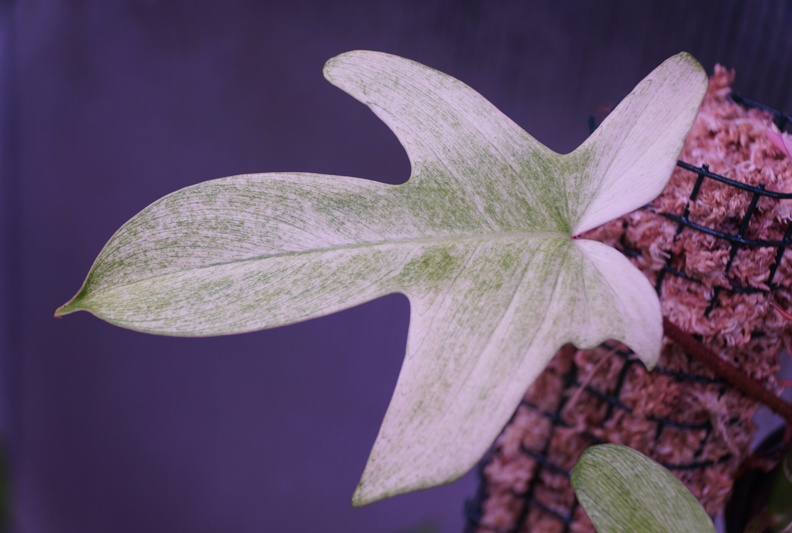 Philodendron Florida Ghost - Houseplant Happy