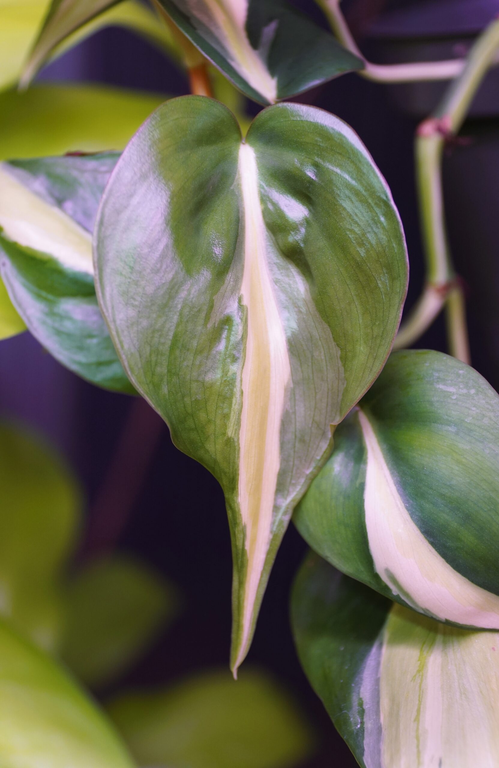 Philodendron - Houseplant Happy