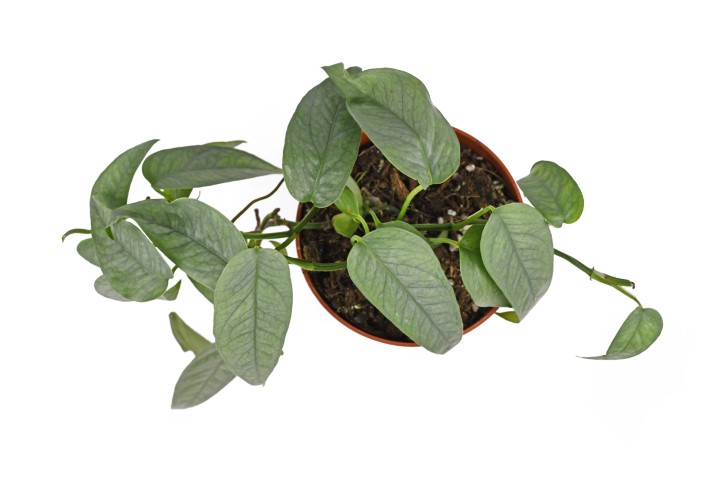 Cebu Blue Pothos - Houseplant Happy